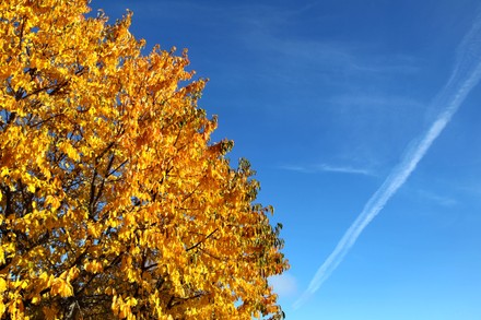 Autumn Colors On Cherry Tree Blue Editorial Stock Photo - Stock Image ...