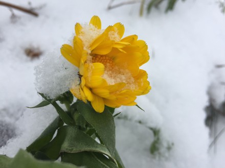 Flower Covered Snow First Snowstorm Season Editorial Stock Photo ...