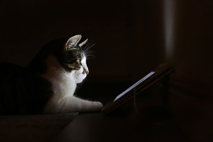 Cat Looking Reading Tablet Editorial Stock Photo - Stock Image ...