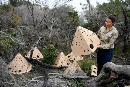 Viyanna Leo Australian Wildlife Conservancy Wildlife Editorial Stock ...