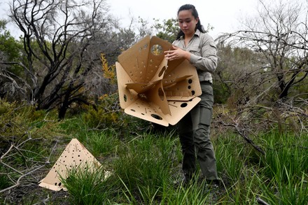 Angela Rana Phd Candidate Australian Wildlife Editorial Stock Photo ...