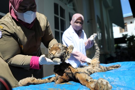 __COUNT__ imágenes de Indonesian police confiscate tiger skin from ...