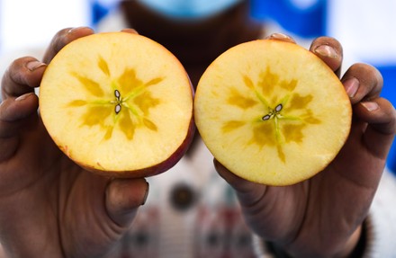 Villager Displays Apple Sale On 5647 Editorial Stock Photo - Stock ...