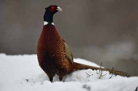 Male Pheasant Phasianus Colchicus Seen Near Editorial Stock Photo ...