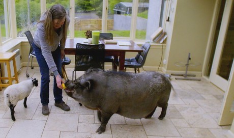 Francisco Pig Owner Morag Editorial Stock Photo - Stock Image ...
