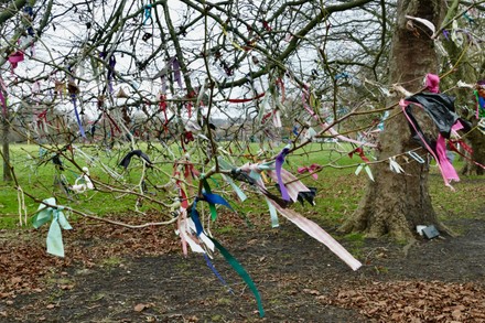 Many Ribbons Now Adorn Wishing Tree Editorial Stock Photo - Stock Image ...