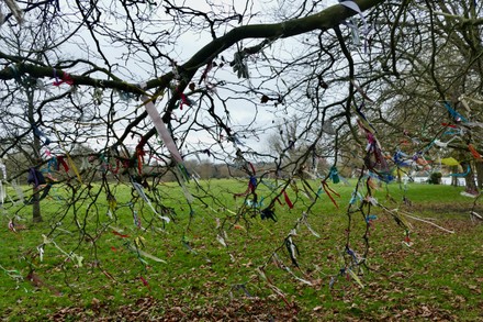 Many Ribbons Now Adorn Wishing Tree Editorial Stock Photo - Stock Image ...
