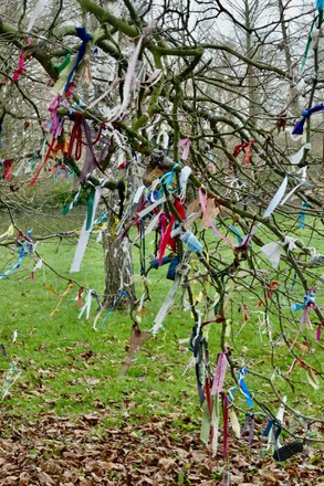 Many Ribbons Now Adorn Wishing Tree Editorial Stock Photo - Stock Image ...