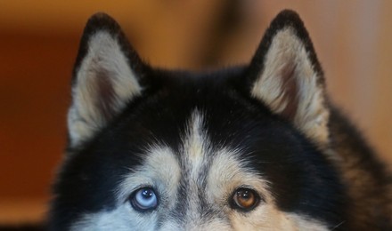 2,000 Husky dog Stock Pictures, Editorial Images and Stock Photos ...