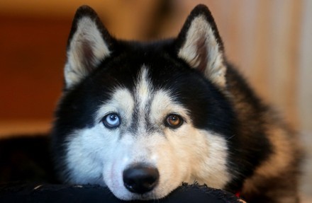 Siberian Husky Dog Seen Two Different Editorial Stock Photo - Stock ...