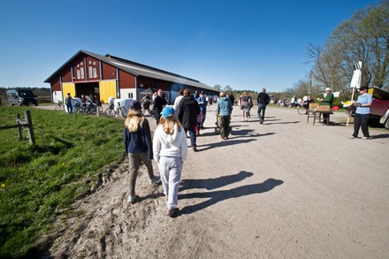 Open House On Farm Connection Cow Editorial Stock Photo - Stock Image ...