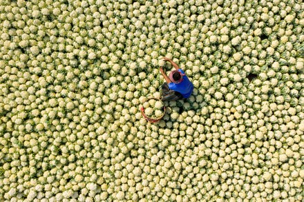 Thousands Cauliflower Lined Stall the Vegetables Editorial Stock Photo ...
