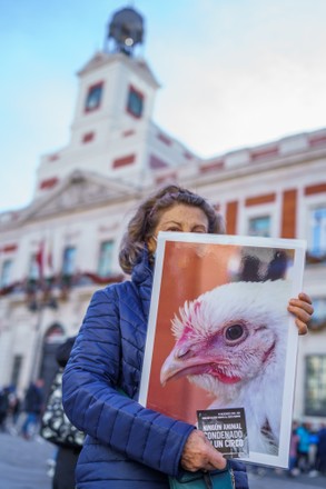 Woman Holds Photo Chicken During Support Editorial Stock Photo - Stock ...