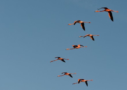 Flamingos Flight Near Progreso On Wednesday Editorial Stock Photo ...