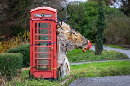 Giant Christmas Reindeer That Has Appeared Editorial Stock Photo ...