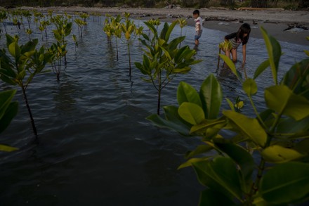 Children Play Among Mangrove Trees That Editorial Stock Photo - Stock ...