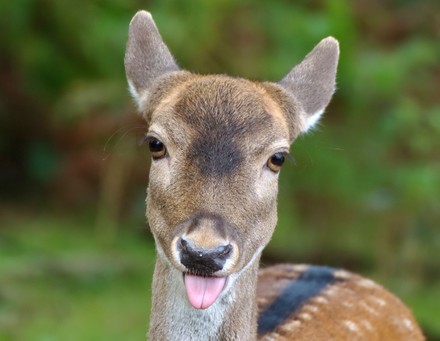 500 Pokes tongue out Stock Pictures, Editorial Images and Stock Photos ...
