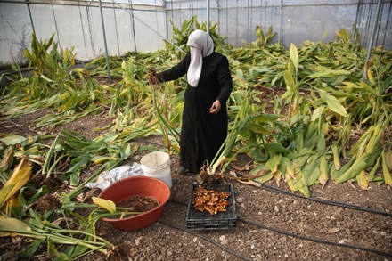 Palestinian woman Fatima al-Turabi harvests fresh turmeric at her ...
