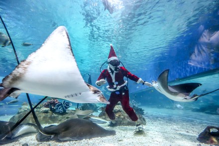 Philippines Manila Ocean Park Underwater Santa - 16 Dec 2021 Stock ...
