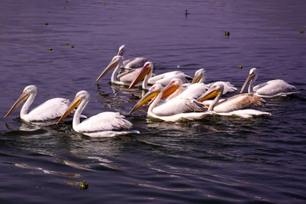 __COUNT__ Pelicans Inside The Anasagar Lake In Ajmer, India - 16 Dec ...