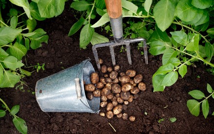 8 Potatisland Stock Pictures, Editorial Images and Stock Photos ...
