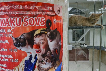 Yuri Kuklachev's Cat Theater in Moscow, Russian Federation - 17 Dec ...