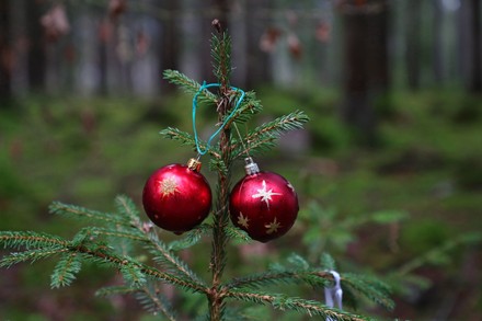 __COUNT__ Christmas decorations in a forest, Motala, Sweden - 15 Dec ...