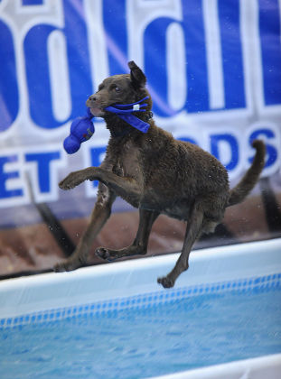 DOCK DIVING DOG TEAM Editorial Stock Photo - Stock Image | Shutterstock