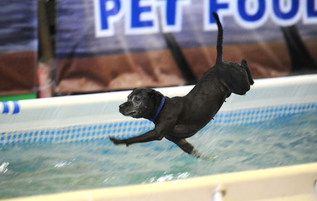 Dock Diving Dog Training Editorial Stock Photo - Stock Image | Shutterstock