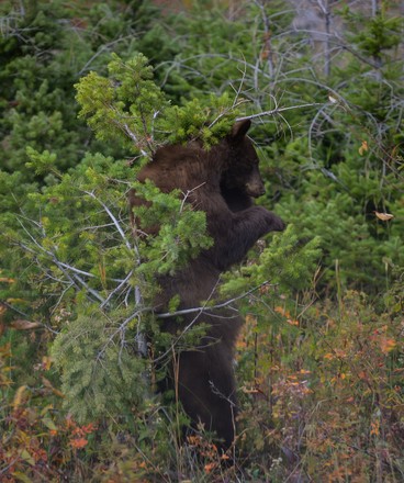 American Black Bear Rubbing Against Tree Editorial Stock Photo - Stock ...