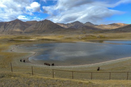 9 Bison paddock loop road Stock Pictures, Editorial Images and Stock ...