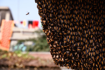 Giant Honey Bee Apis Dorsata Beehive Editorial Stock Photo - Stock ...