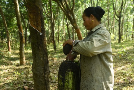 Rubber Cultivation In India, Goalpara - 21 Dec 2021 Stock Pictures ...