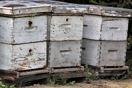 46 Bee boxes Stock Pictures, Editorial Images and Stock Photos ...