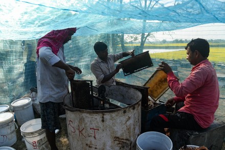 Apiculture In India, Barpeta - 22 Dec 2021 Stock Pictures, Editorial ...