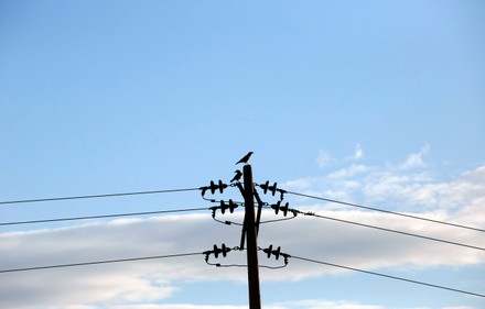 Crows Sit Atop Power Pole Outside Editorial Stock Photo - Stock Image ...