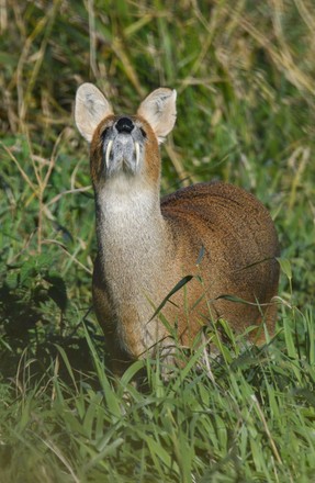 Chinese Water Deer Shows Off Fangs Editorial Stock Photo - Stock Image ...
