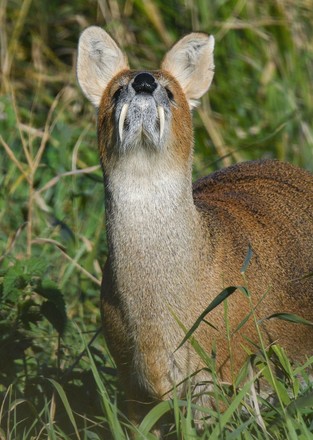 CHINESE WATER DEER SHOWS OFF FANGS Editorial Stock Photo - Stock Image ...