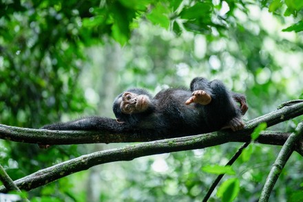 Sleepy Chimp Having Be Caught Yawning Editorial Stock Photo - Stock ...