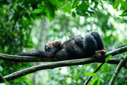 Sleepy Chimp Starts Wakea Yawning Young Editorial Stock Photo - Stock ...