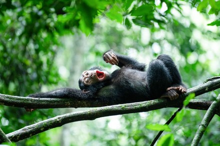 Sleepy Chimp Mid Yawn a Yawning Editorial Stock Photo - Stock Image ...
