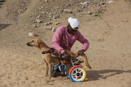 imágenes de Palestinian man Saed al-Aer plays with the dogs at the ...