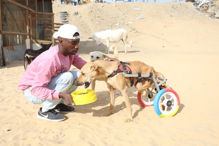 Palestinian Man Saed Alaer Plays Dogs Editorial Stock Photo - Stock ...