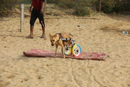 Palestinian Man Saed Alaer Plays Dogs Editorial Stock Photo - Stock ...