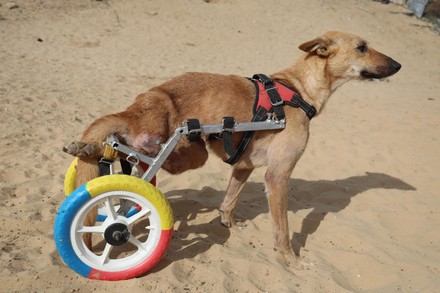 Palestinian Man Saed Alaer Plays Dogs Editorial Stock Photo - Stock ...