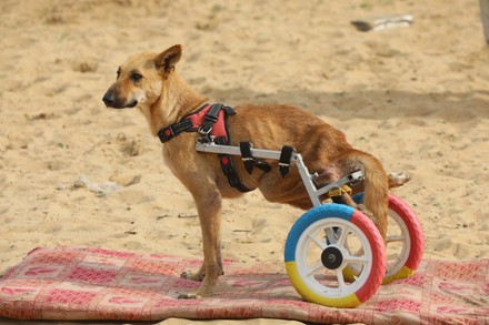 Palestinian Man Saed Alaer Plays Dogs Editorial Stock Photo - Stock ...