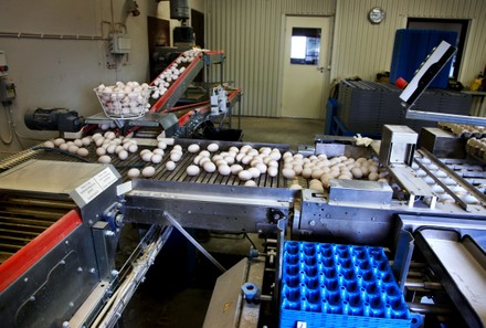 Organic Egg Production Editorial Stock Photo - Stock Image | Shutterstock