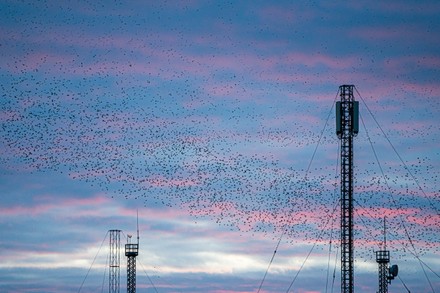 Starling Murmurations Over Rome Sunset Editorial Stock Photo - Stock ...