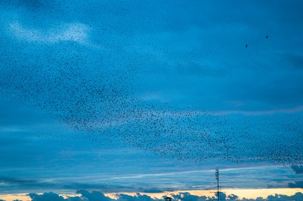 Starling Murmurations Over Rome Sunset Editorial Stock Photo - Stock ...