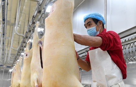 Worker Processes Mutton Plant Duan Yao Editorial Stock Photo - Stock ...